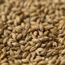 Explore Gladfields' Range of Fresh Sub-Base Malts