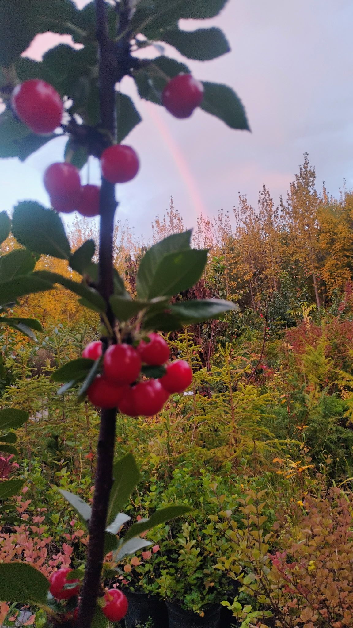 Nursery | Alaska Trees