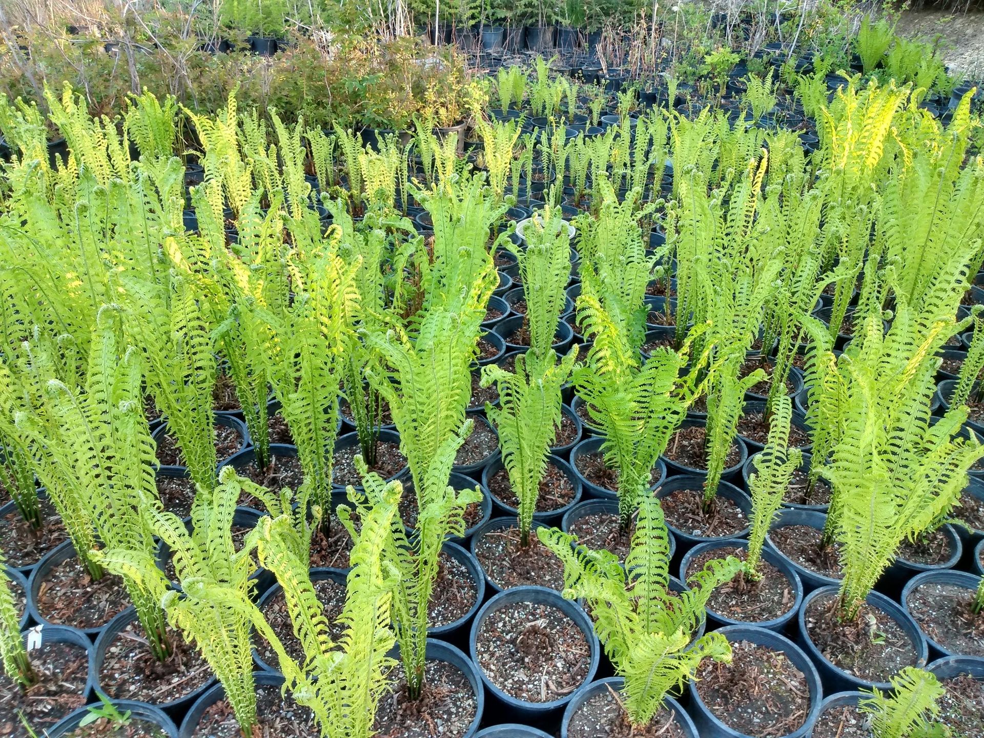 Nursery | Alaska Trees