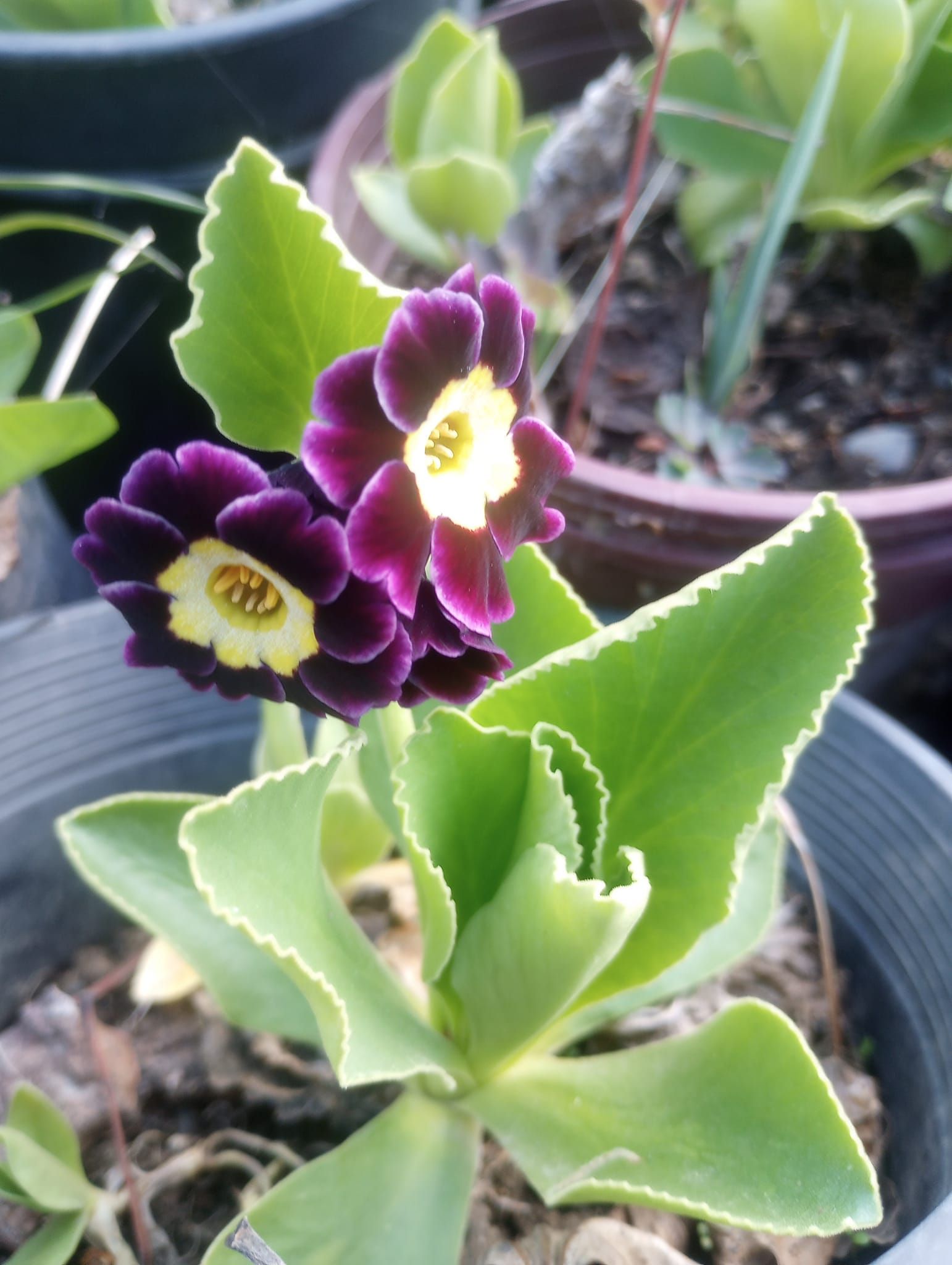 Nursery | Alaska Trees