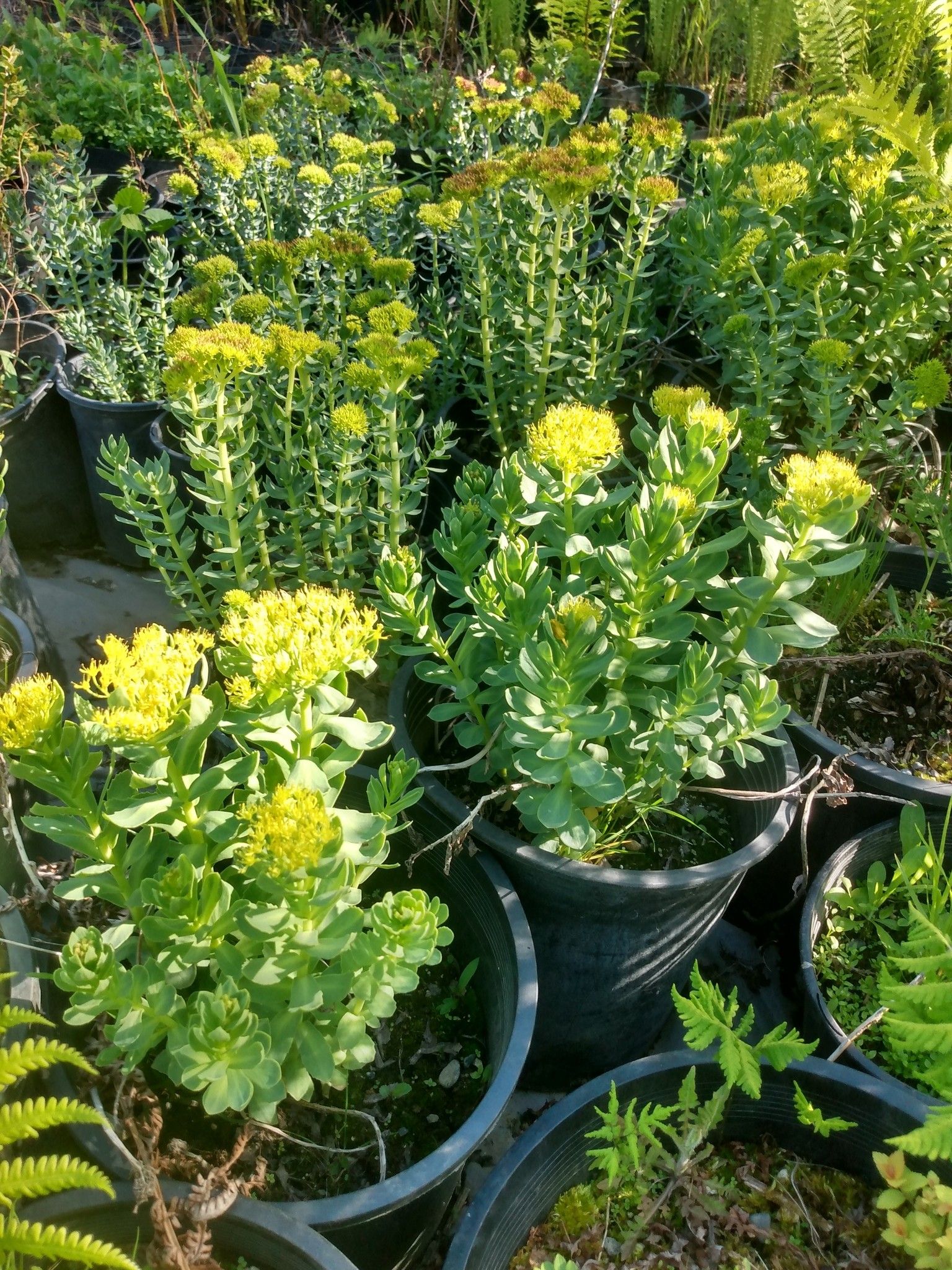Nursery | Alaska Trees