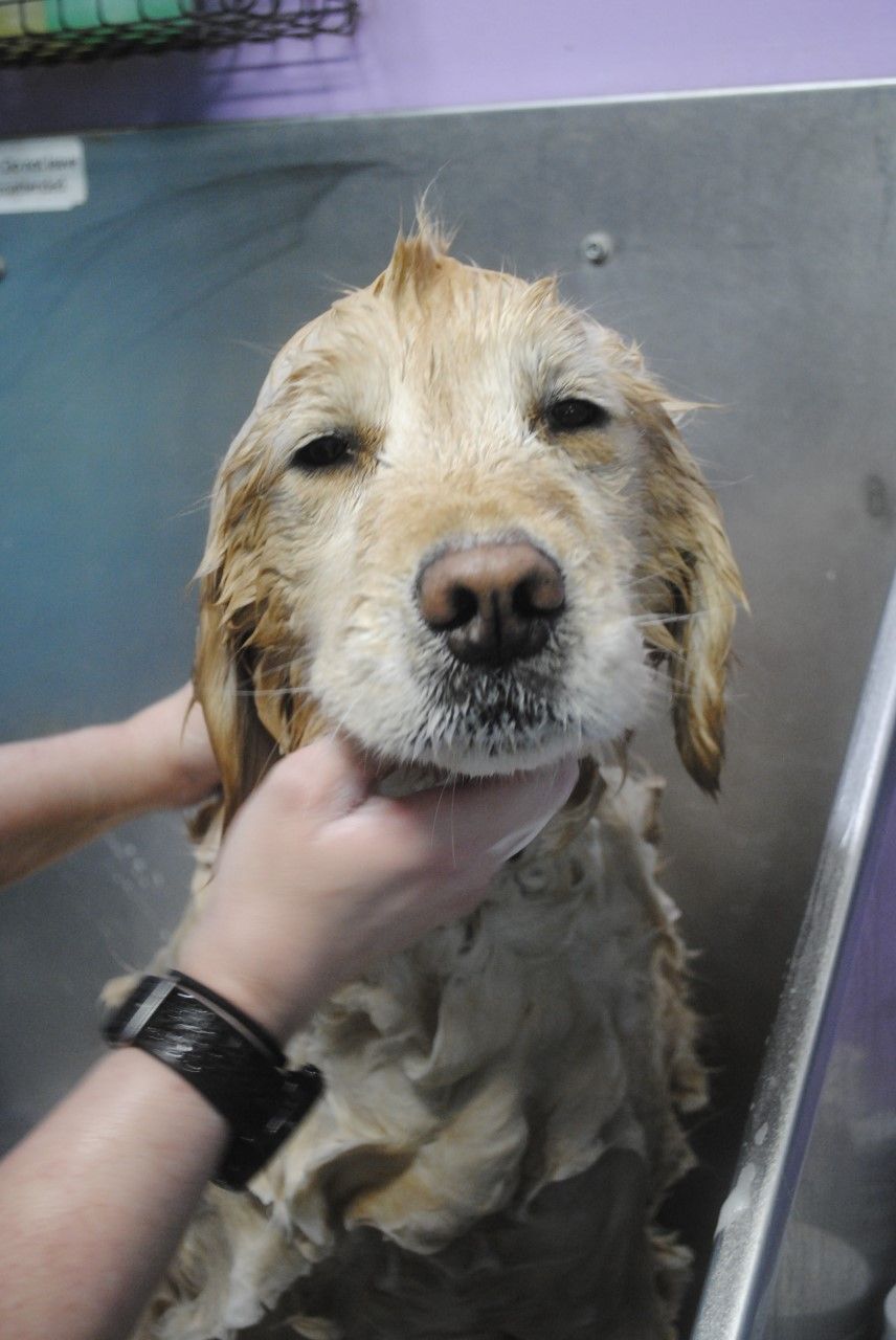 Basic Bathing - The Belmont Pet Resort and Daycare in Nashville, TN.