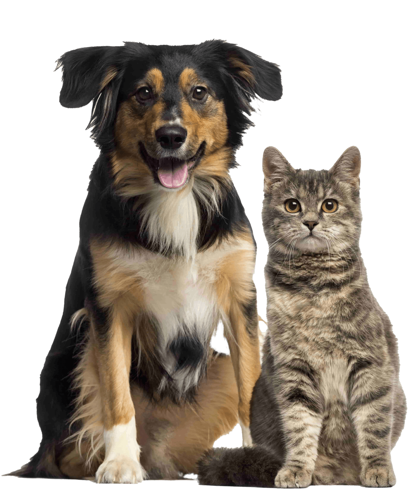 The Belmont Pet Resort and Daycare in Nashville, TN.