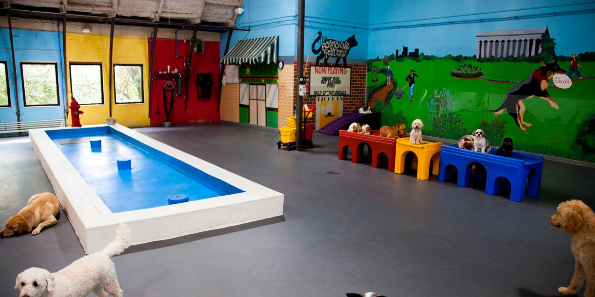 Gallery - The Belmont Pet Resort and Daycare in Nashville, TN.