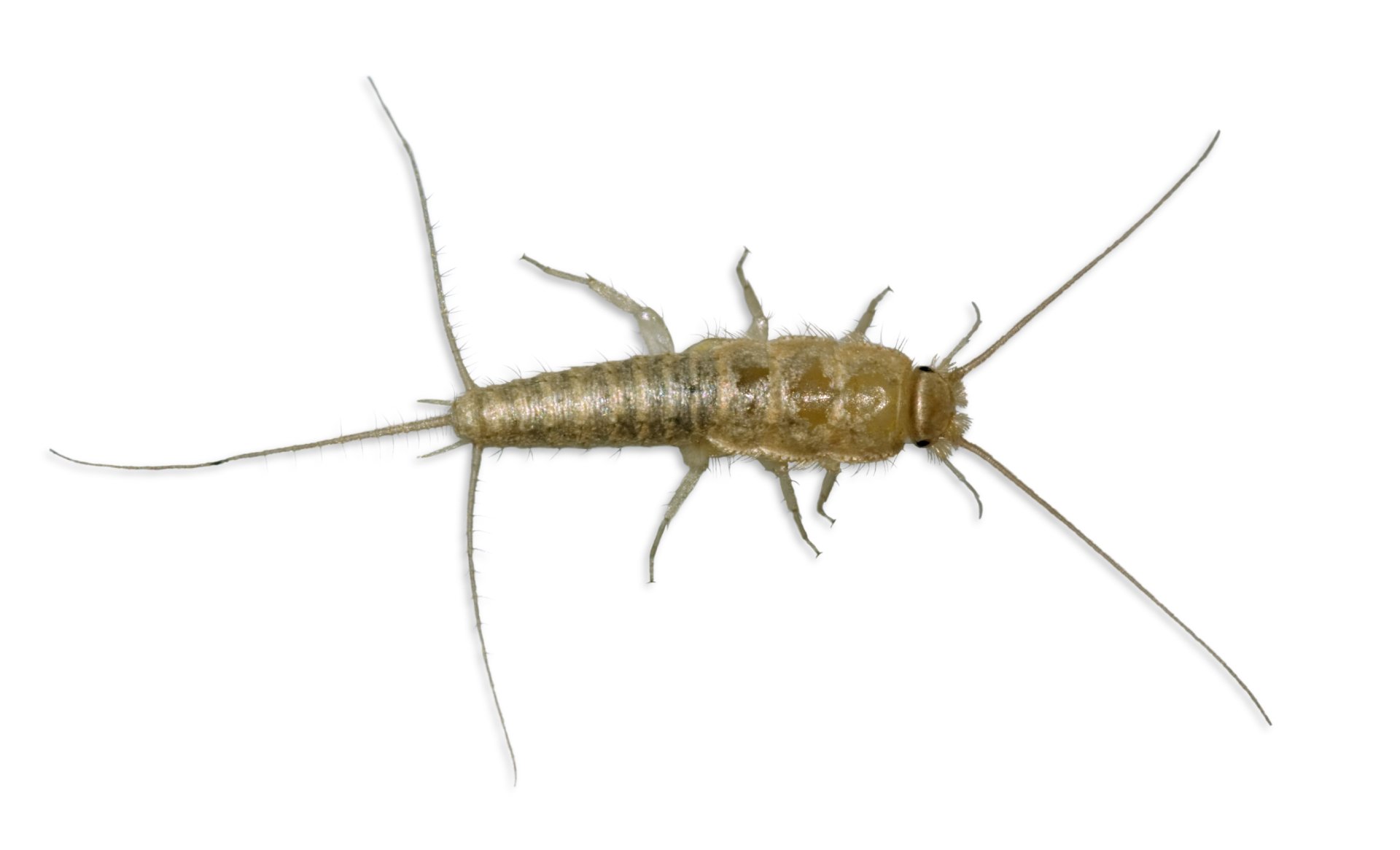 Silverfish In New Engalnd | Pest Assassins