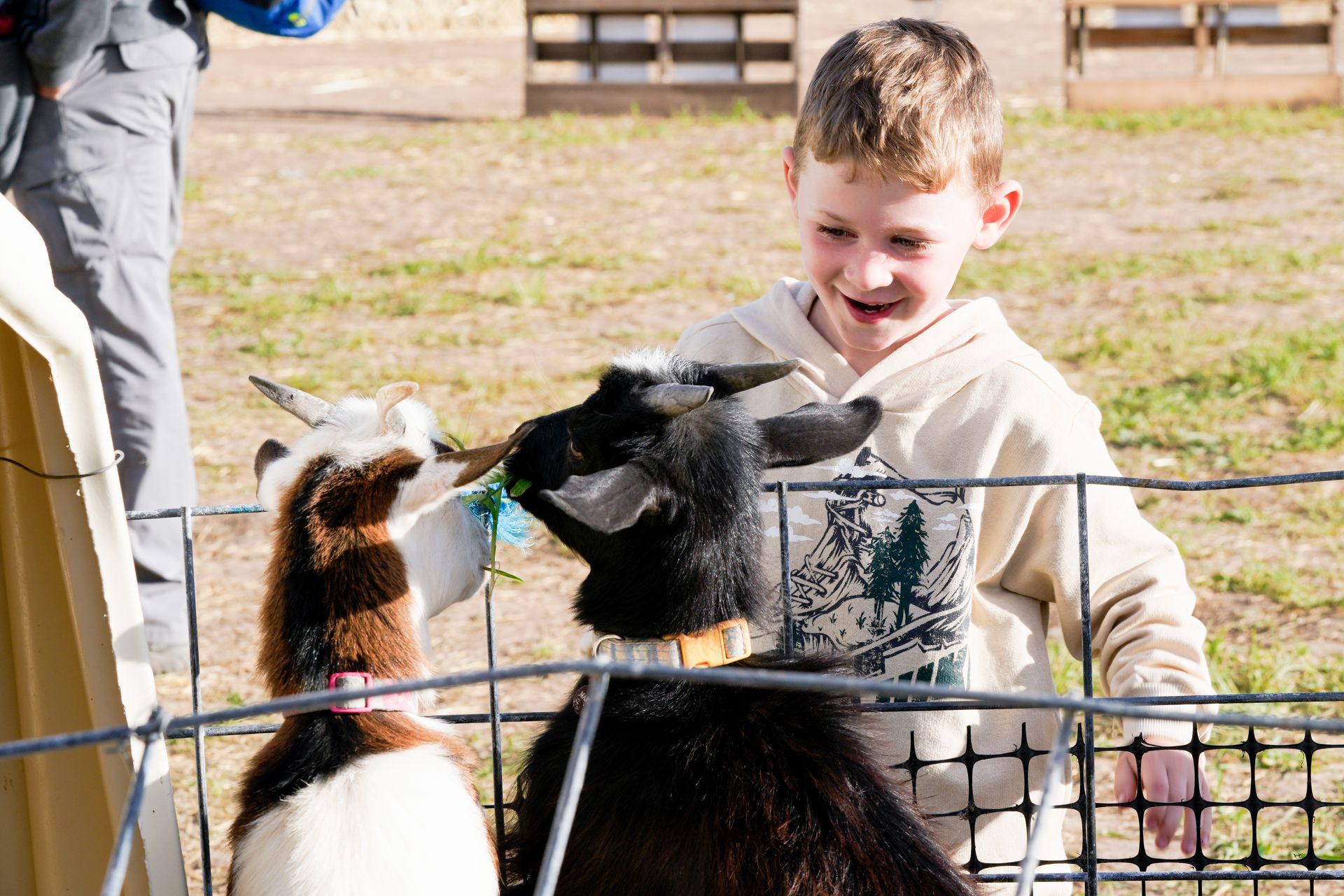 Things to Do at The Morgan Maze: Fun for All Ages