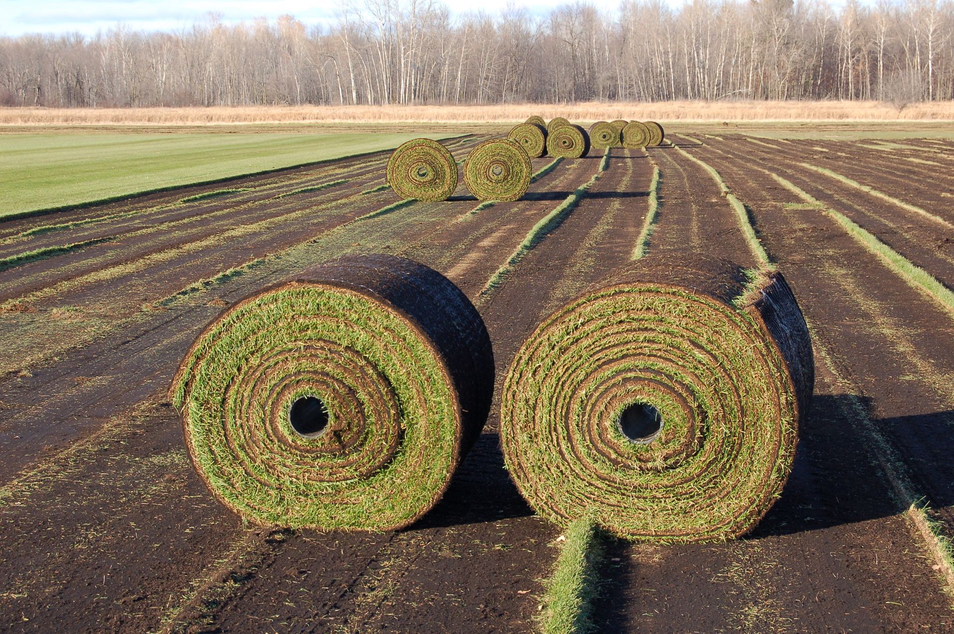 Local Sod for Sale | Big Roll Sod | GreenTurf Sod Farm