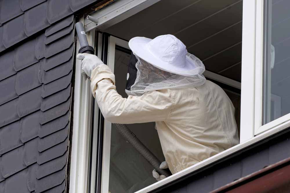 Bee & Wasp Control Albury | Border Pest Control