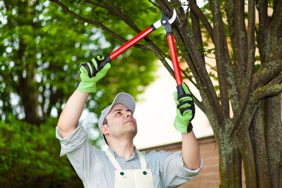 Tree Service, Tree Trimming Near Me, Waco, TX