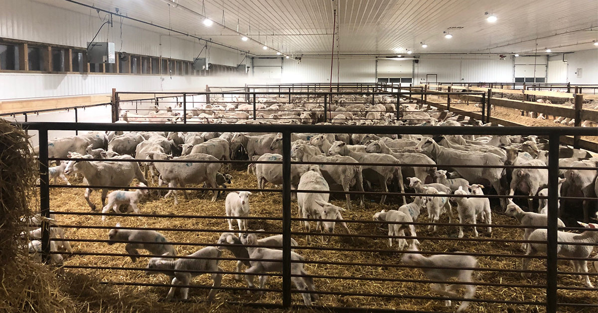 Welcome to Polson's Farm