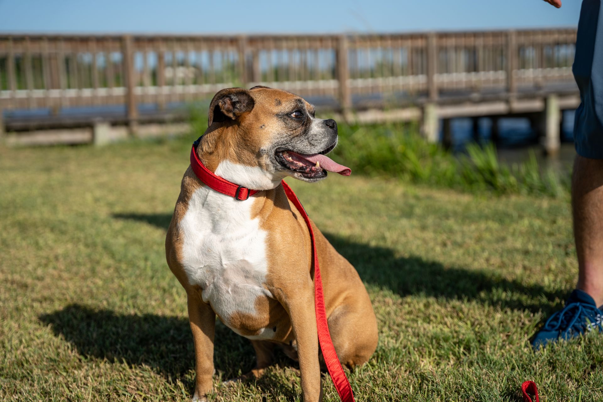 Contact Us | The Ruff Ones LLC