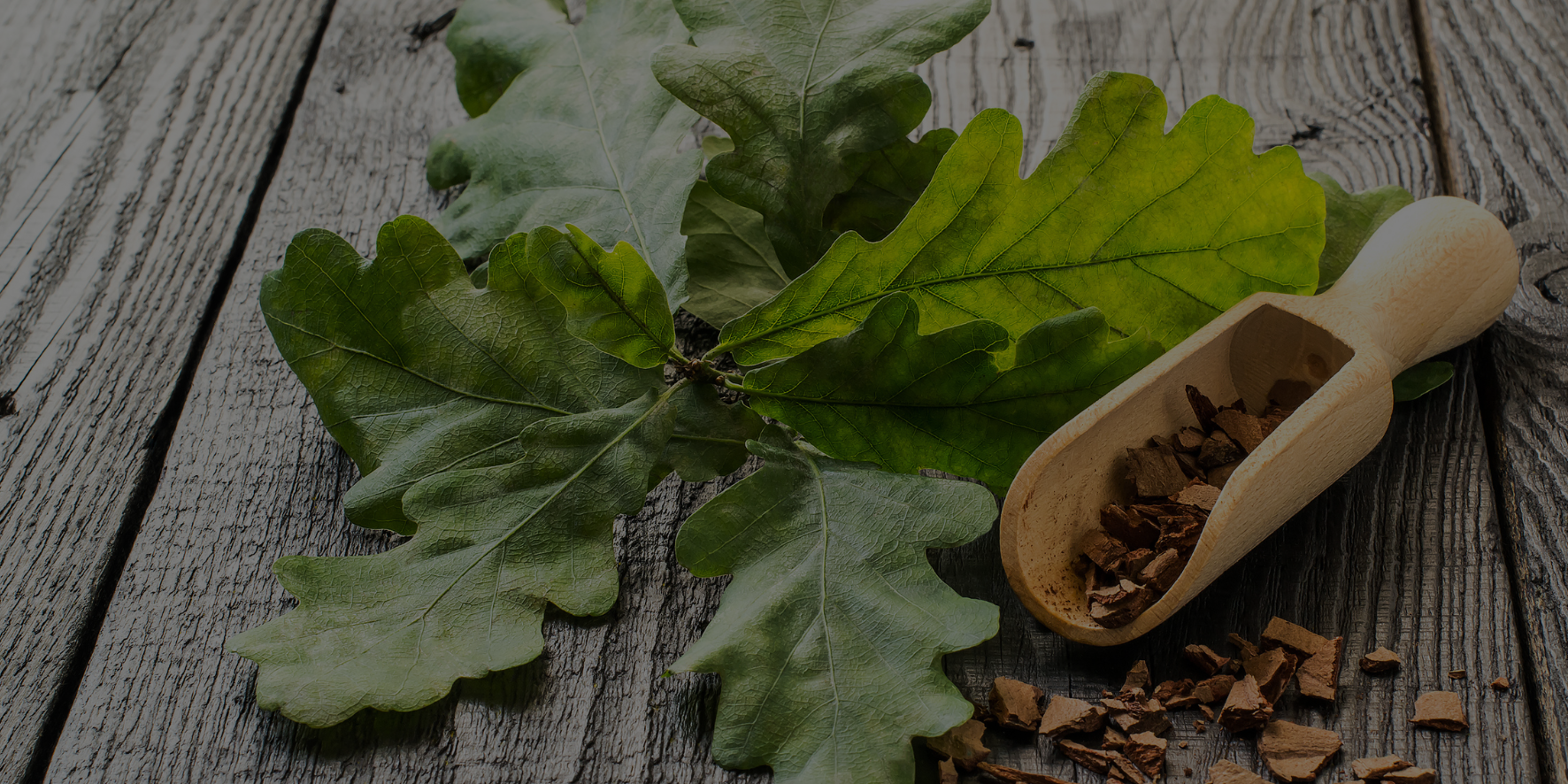 Exploring the Magic of White Oak Bark in a Witchcraft Practice