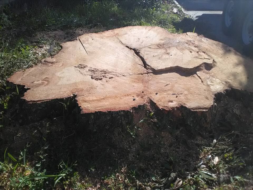 Tree Services | Lakeland, FL | Lyons Family Tree Care, LLC