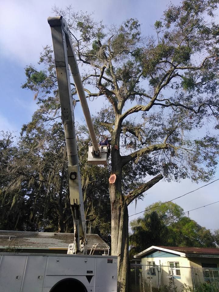 Tree Services | Lakeland, FL | Lyons Family Tree Care, LLC
