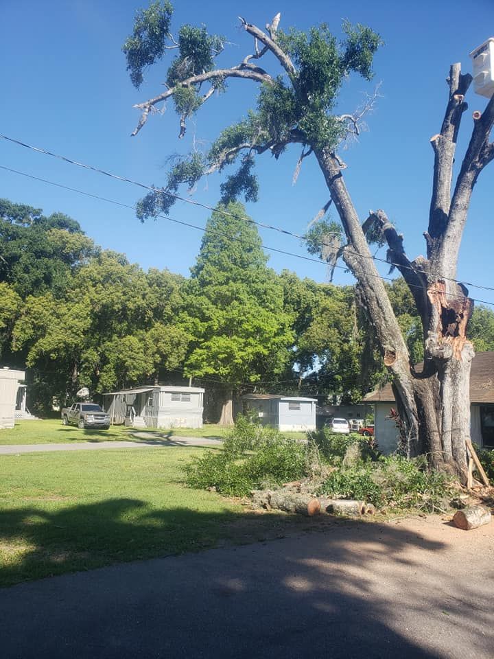 Tree Services | Lakeland, FL | Lyons Family Tree Care, LLC