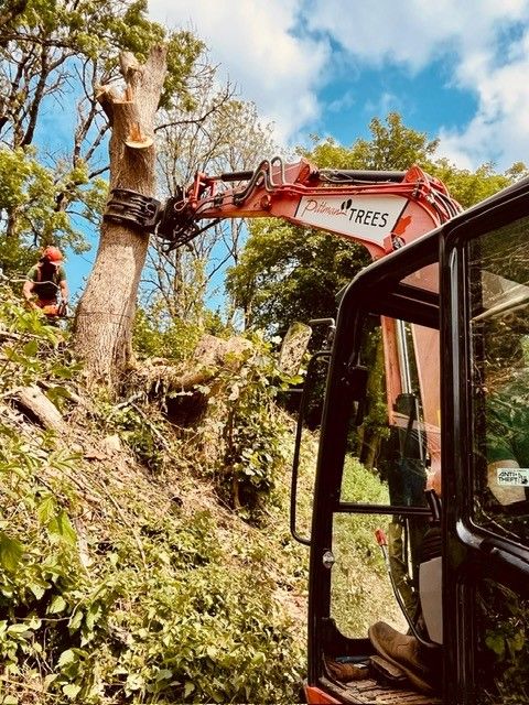 Gallery of Images - Video of Pittman Trees Ltd - Tree Felling Video – UK
