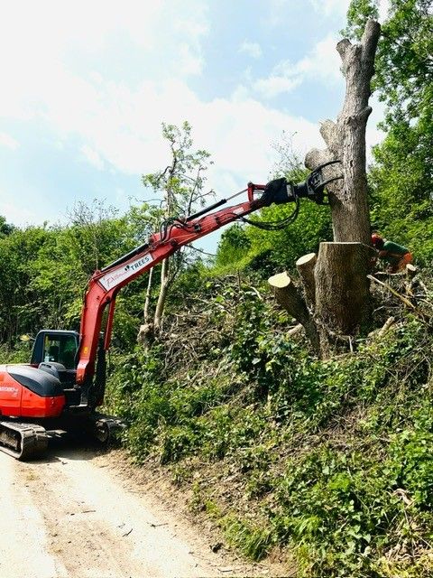 Gallery of Images - Video of Pittman Trees Ltd - Tree Felling Video – UK