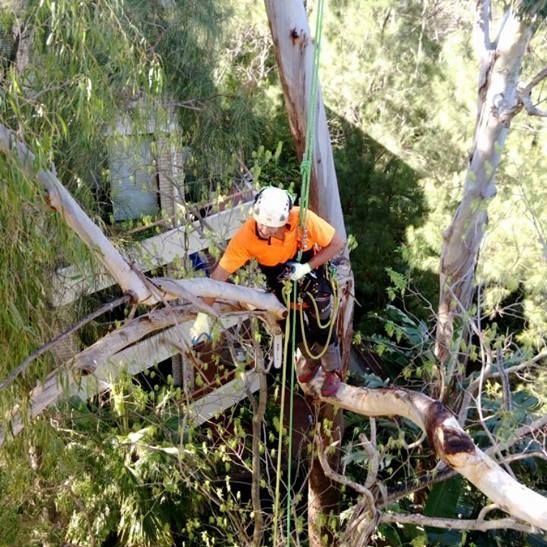 Tree Removal Whitsunday | Hi-Line Tree Services