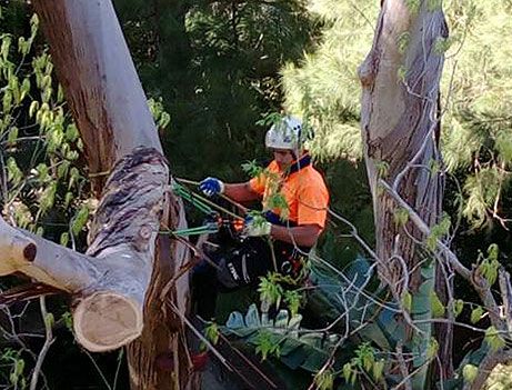 Tree Arborist Whitsunday | Hi-Line Tree Services