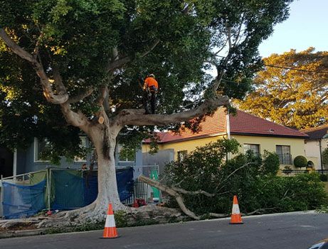 Tree Pruning Whitsunday | Hi-Line Tree Services