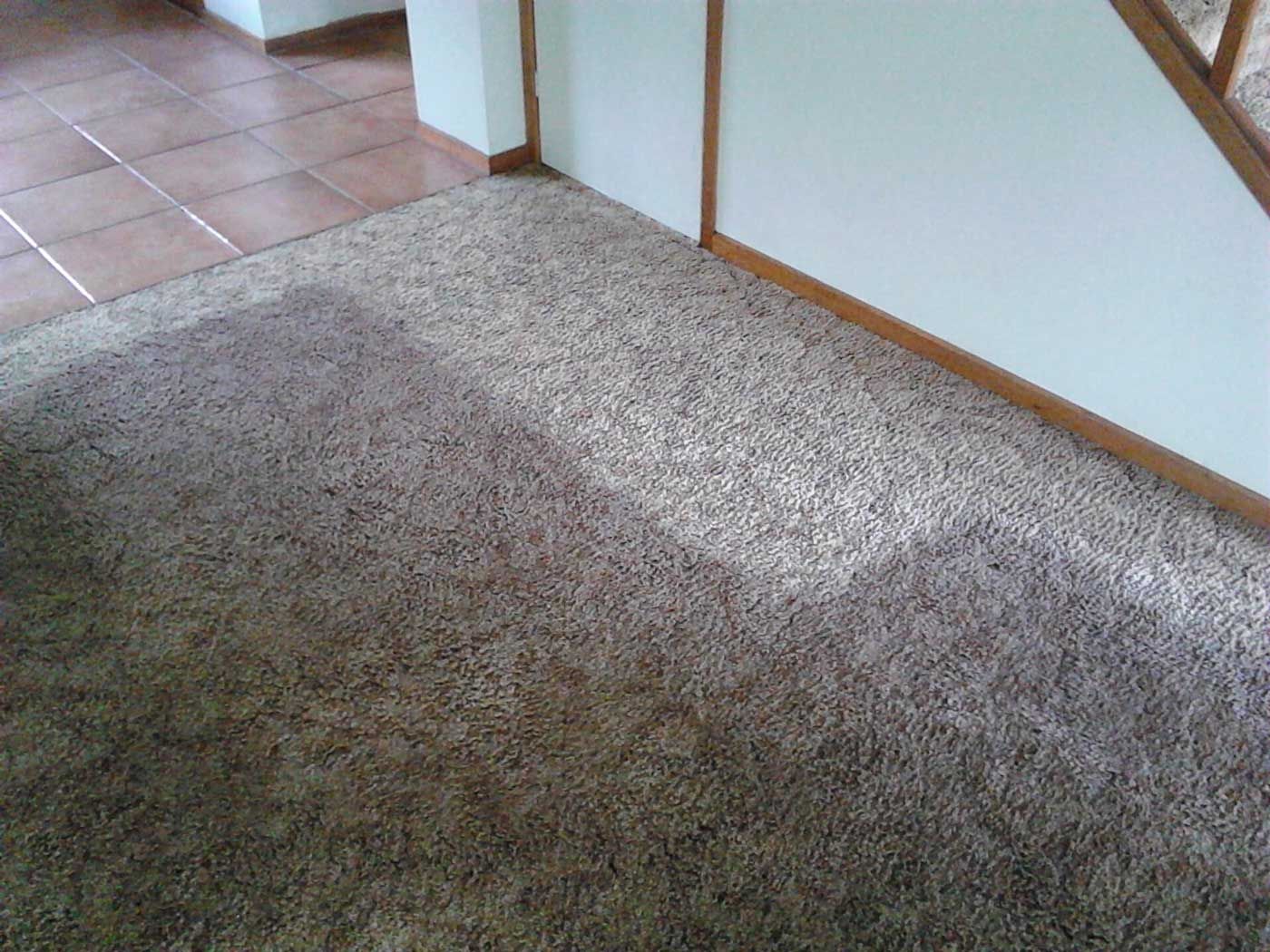 Gallery | Gava Professional Carpet Cleaning & Pest Control | Lismore