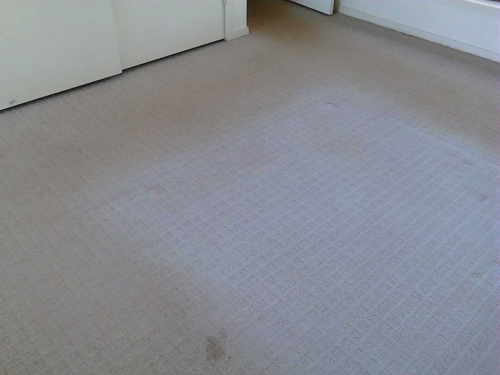 Gallery | Gava Professional Carpet Cleaning & Pest Control | Lismore