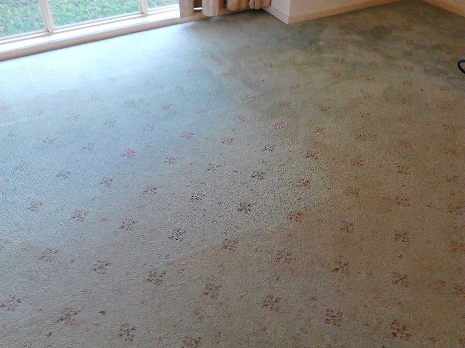 Gallery | Gava Professional Carpet Cleaning & Pest Control | Lismore
