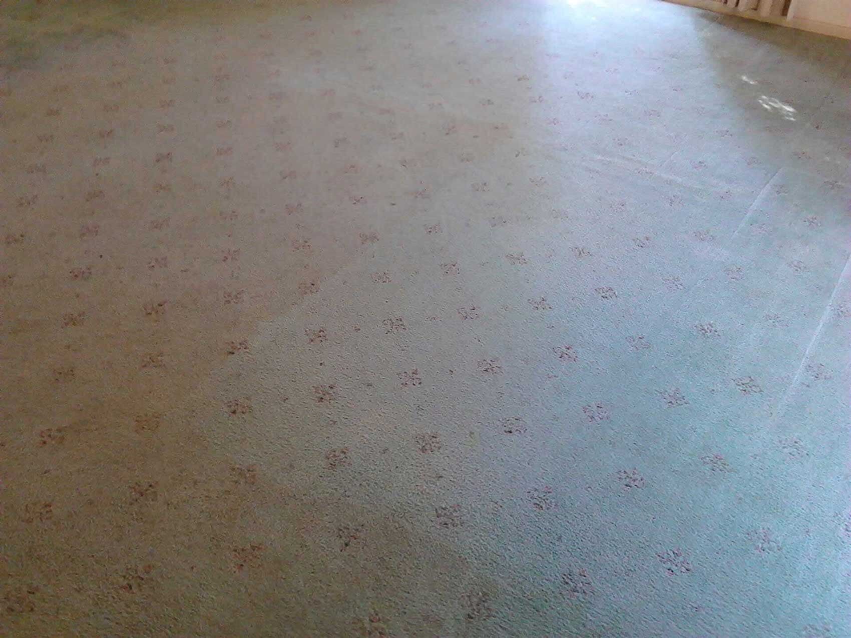Gallery | Gava Professional Carpet Cleaning & Pest Control | Lismore