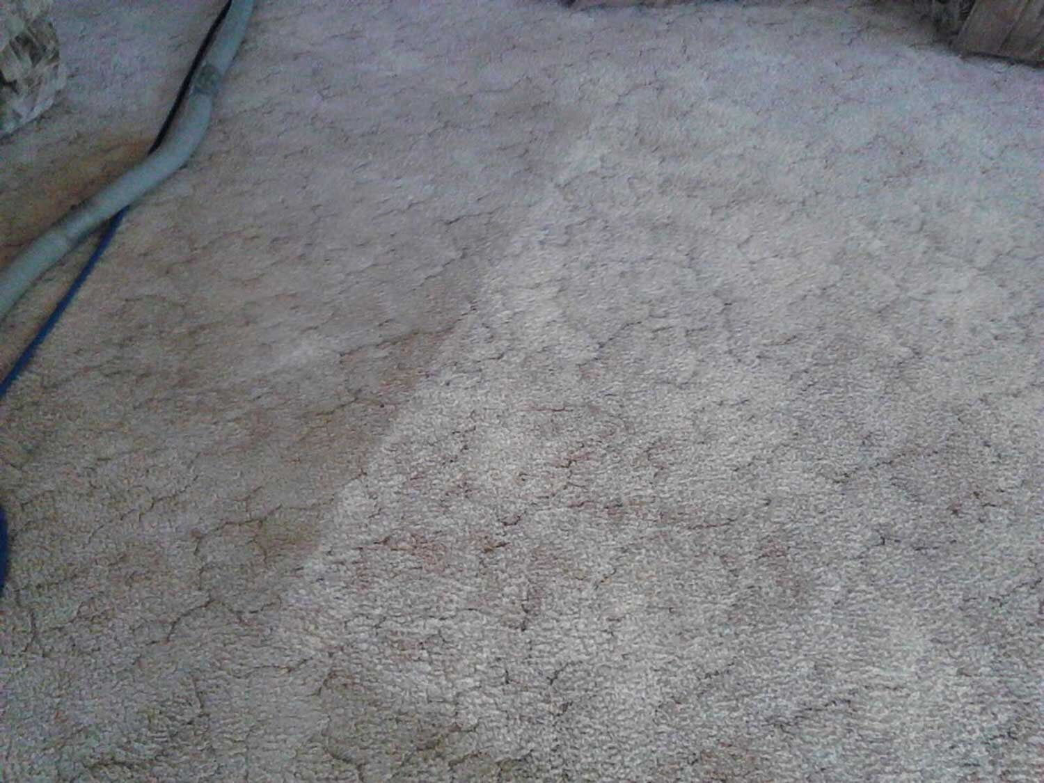 Gallery | Gava Professional Carpet Cleaning & Pest Control | Lismore