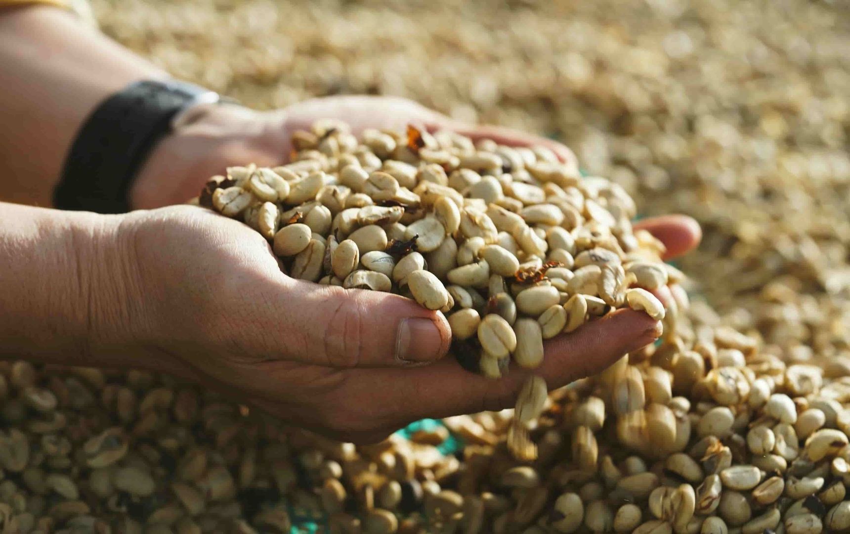 Green Coffee Beans Exporter | Arabica & Robusta experts
