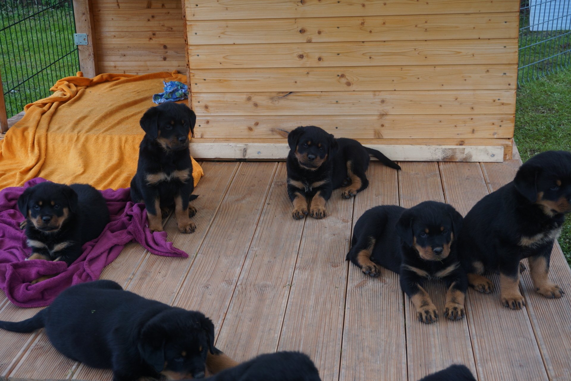 Home [www.rottweiler-bamberger-tal.de]