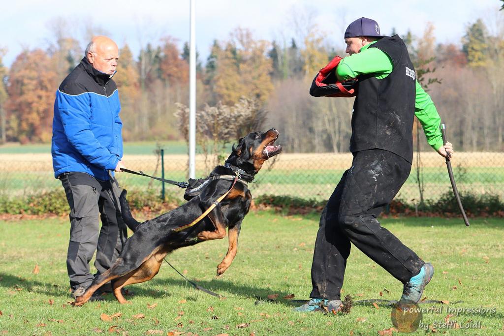 Home [www.rottweiler-bamberger-tal.de]