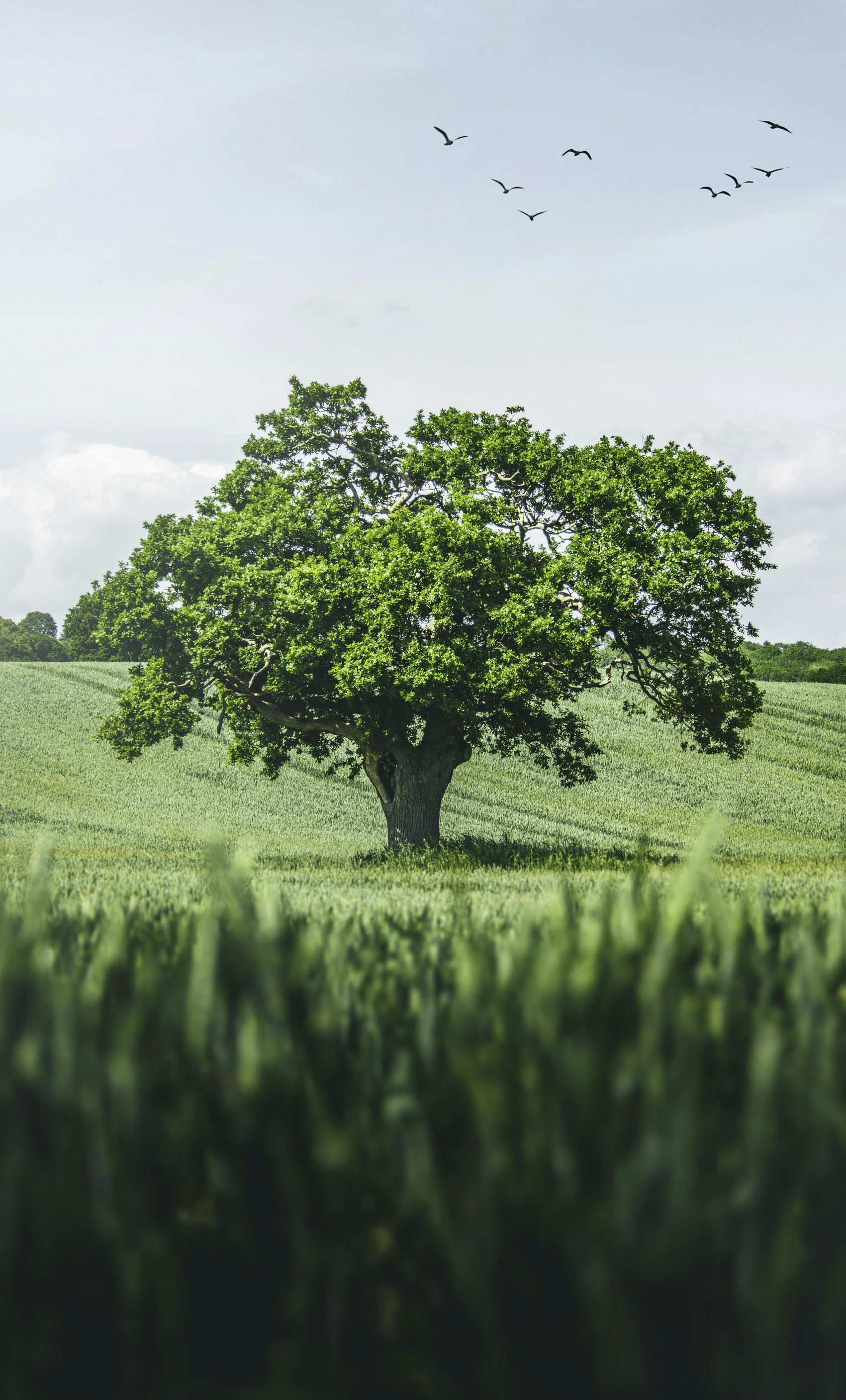 The Best Trees to Plant in the Midwest (And Where to Put Them