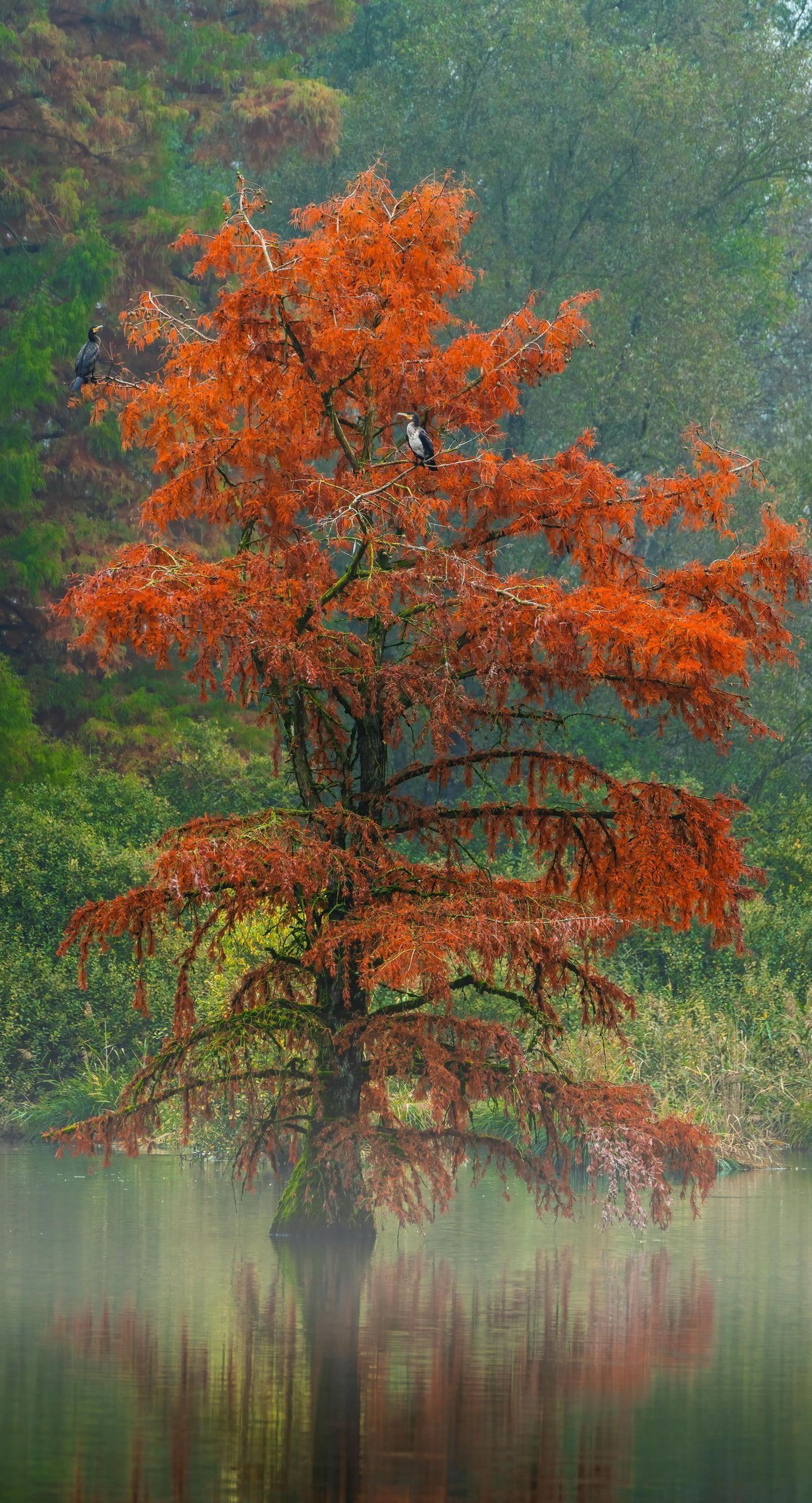 The Best Trees to Plant in the Midwest (And Where to Put Them