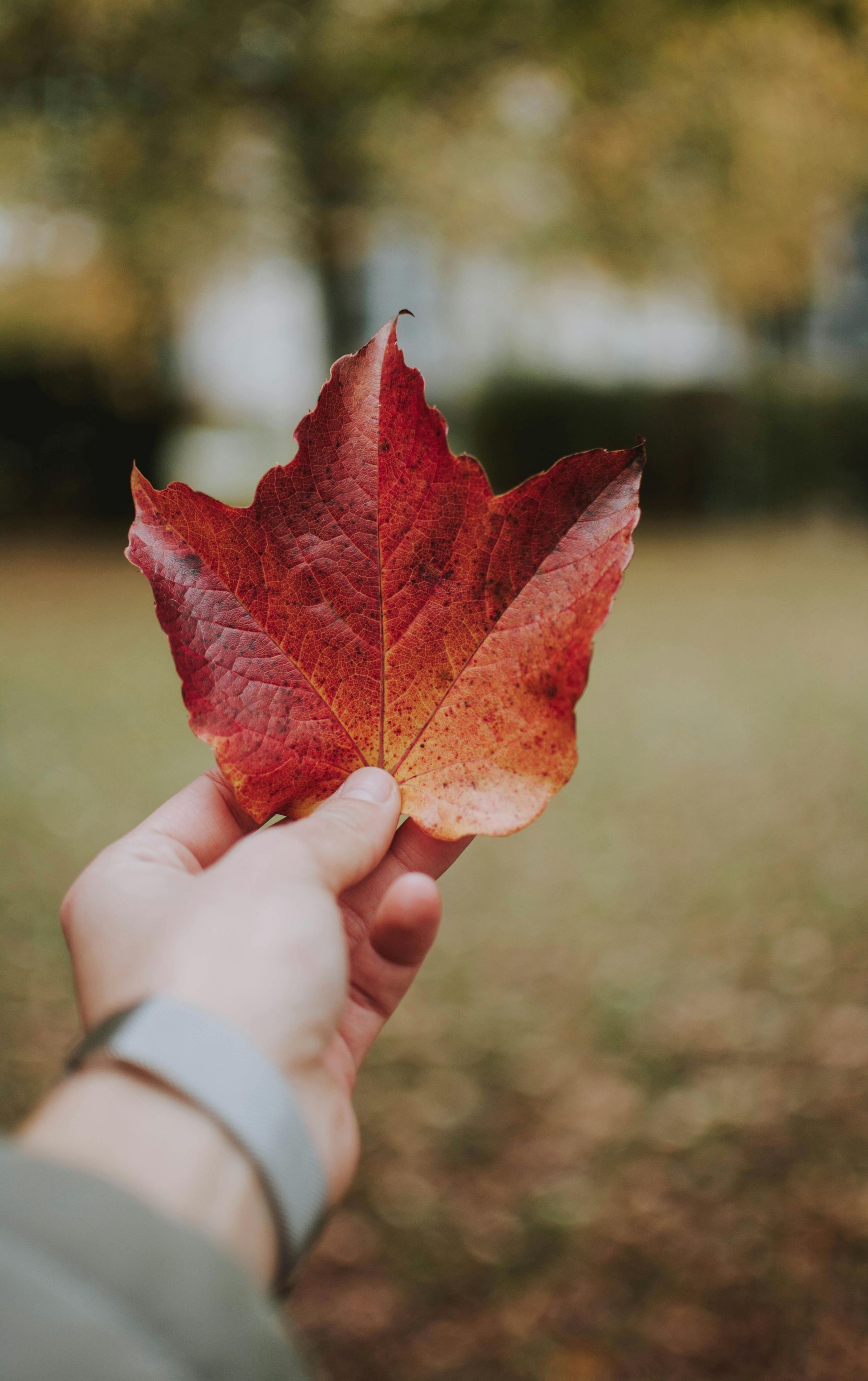 The Best Trees to Plant in the Midwest (And Where to Put Them