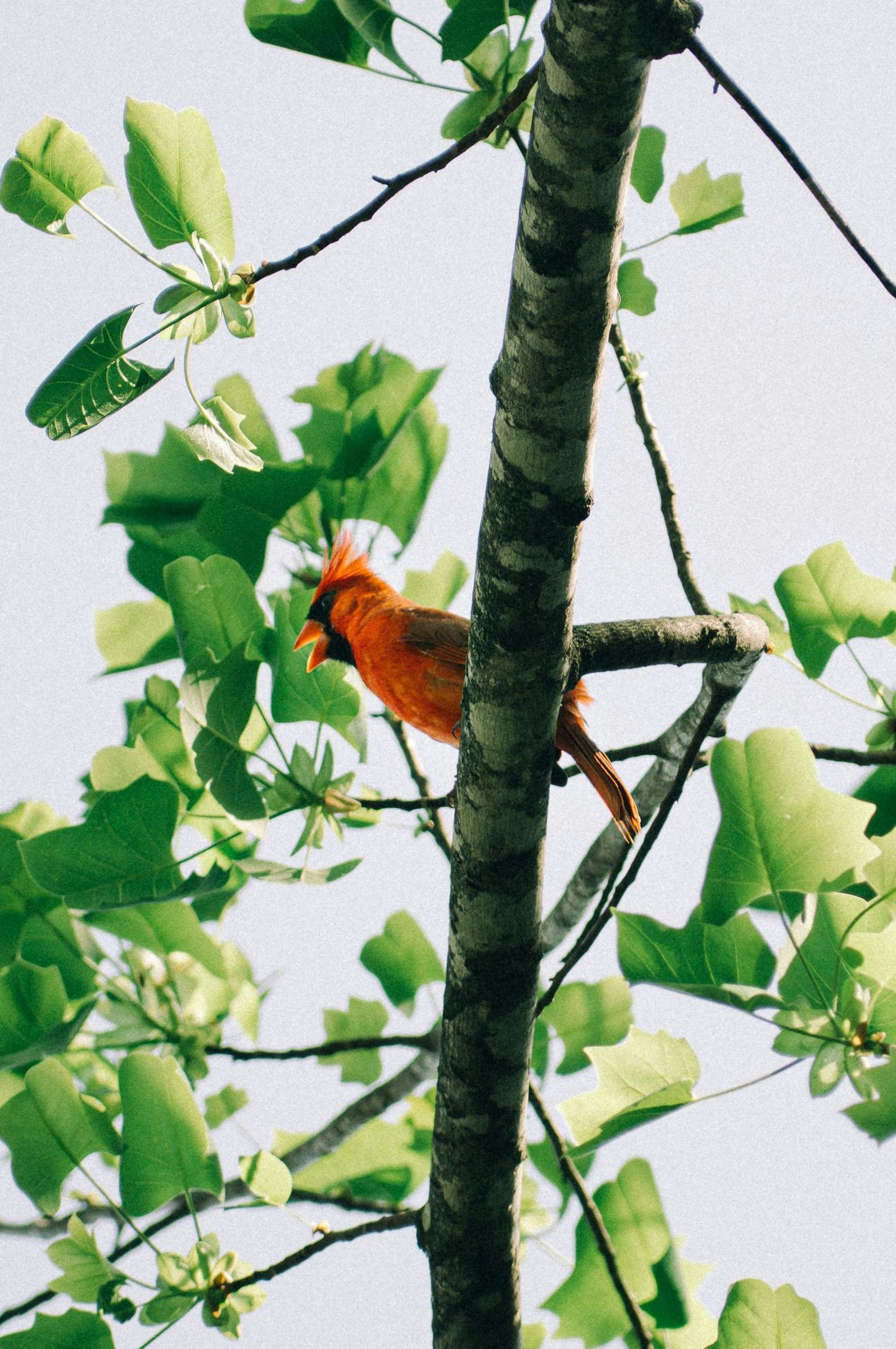 The Best Trees to Plant in the Midwest (And Where to Put Them