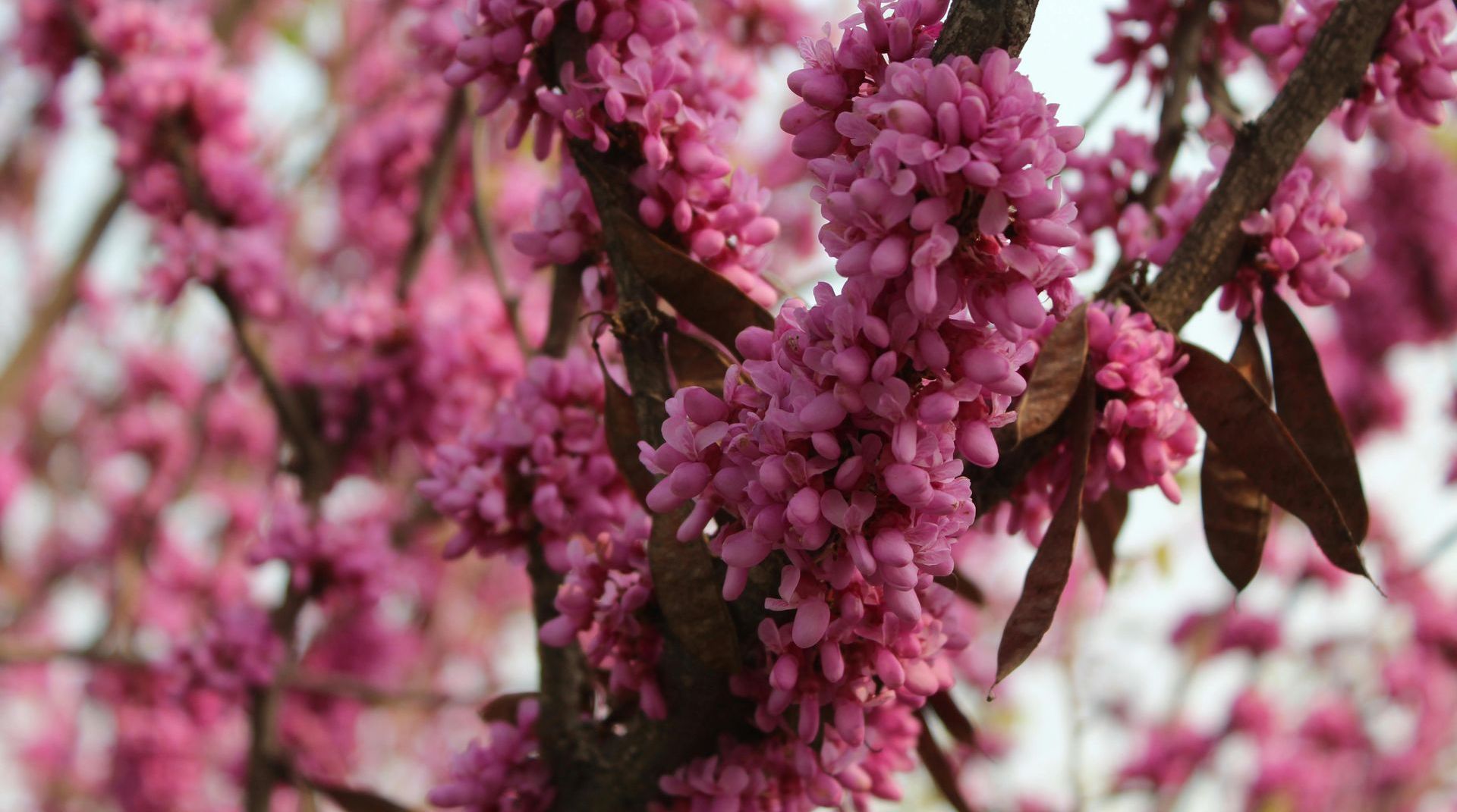 The Best Trees to Plant in the Midwest (And Where to Put Them