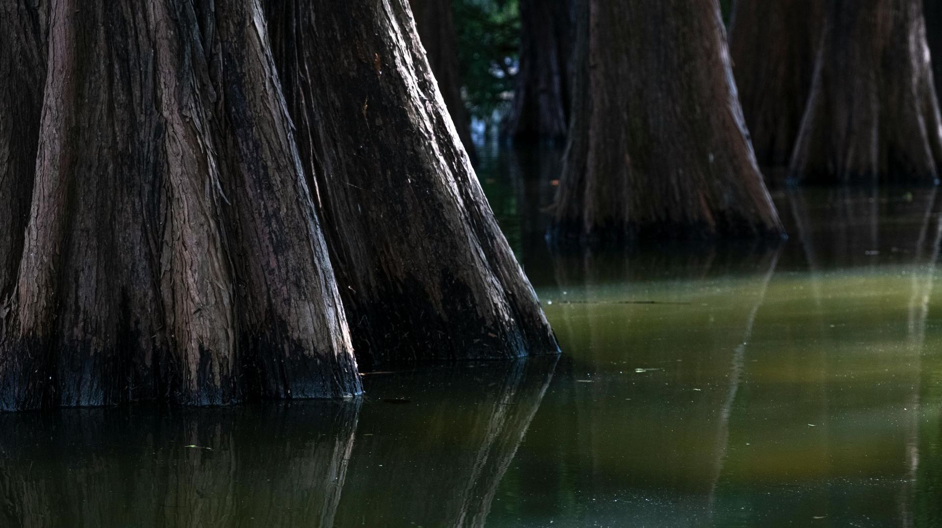 The Best Trees to Plant in the Midwest (And Where to Put Them