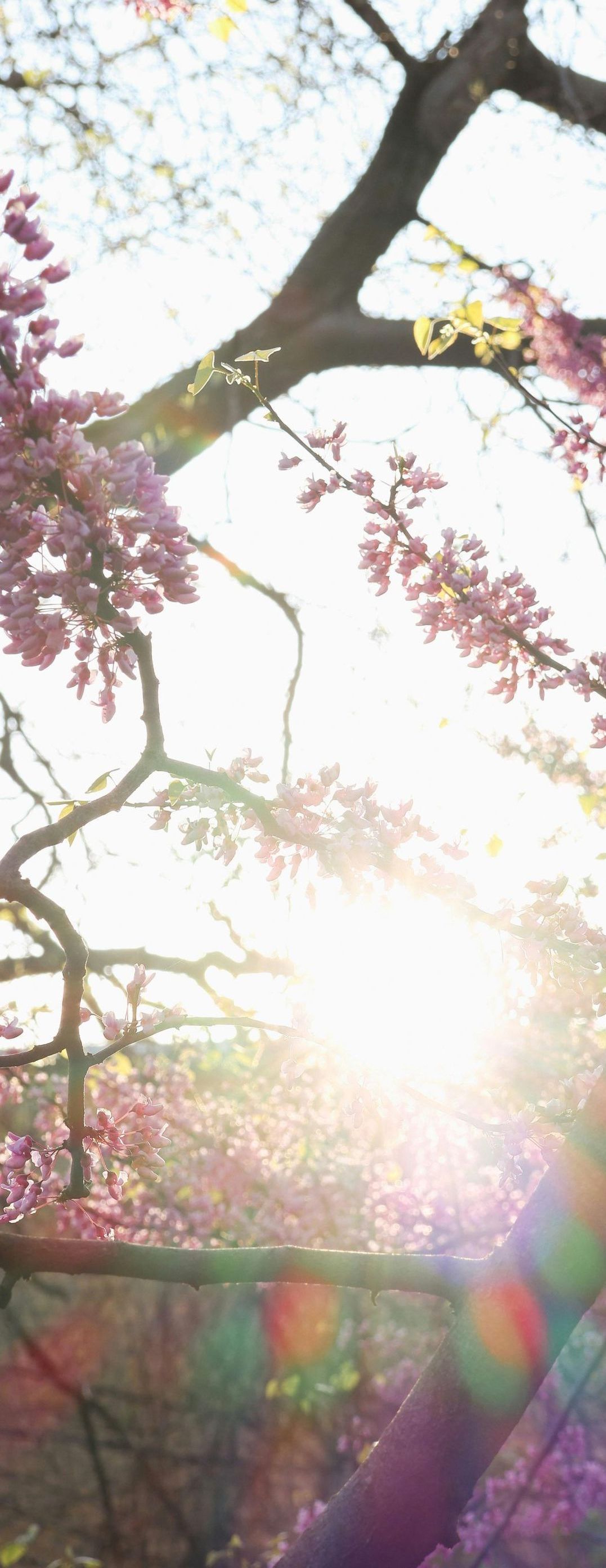 The Best Trees to Plant in the Midwest (And Where to Put Them