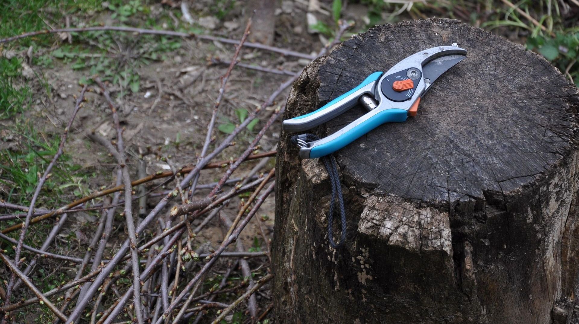 What Is Tree Pruning and How Does It Help Trees?