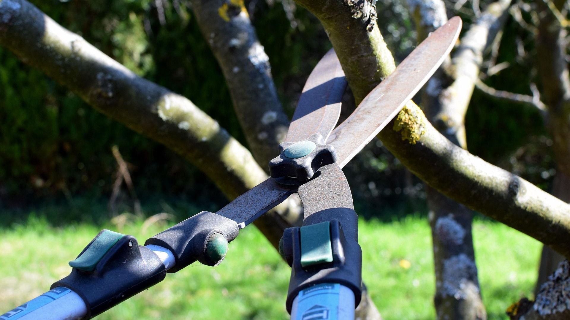 What Is Tree Pruning and How Does It Help Trees?