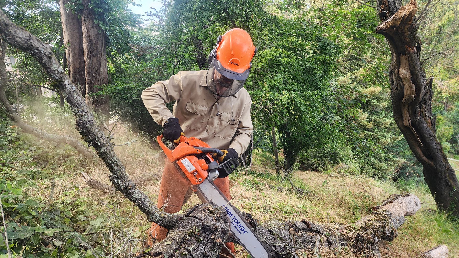 Expert Tree Service | Dominion Brush Clearing