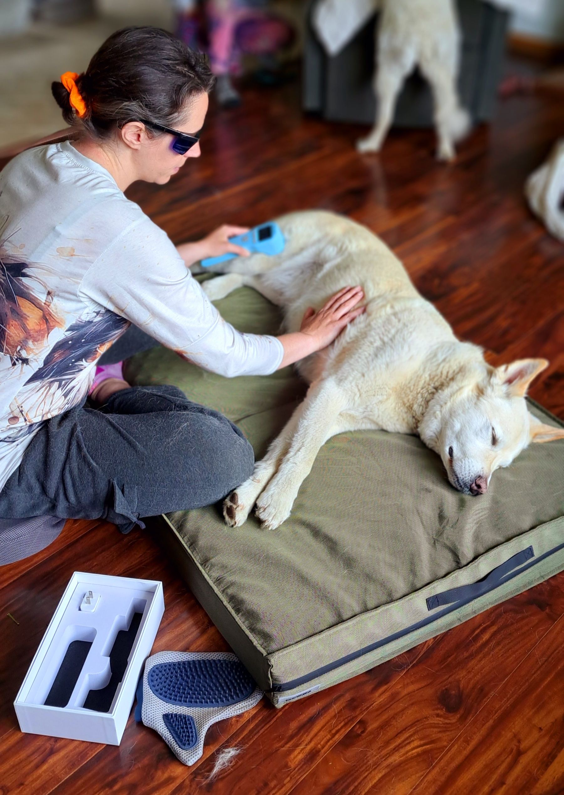 Therapeutic Massage Therapy for Dogs | Healthy K9 Companion in Wasilla ...