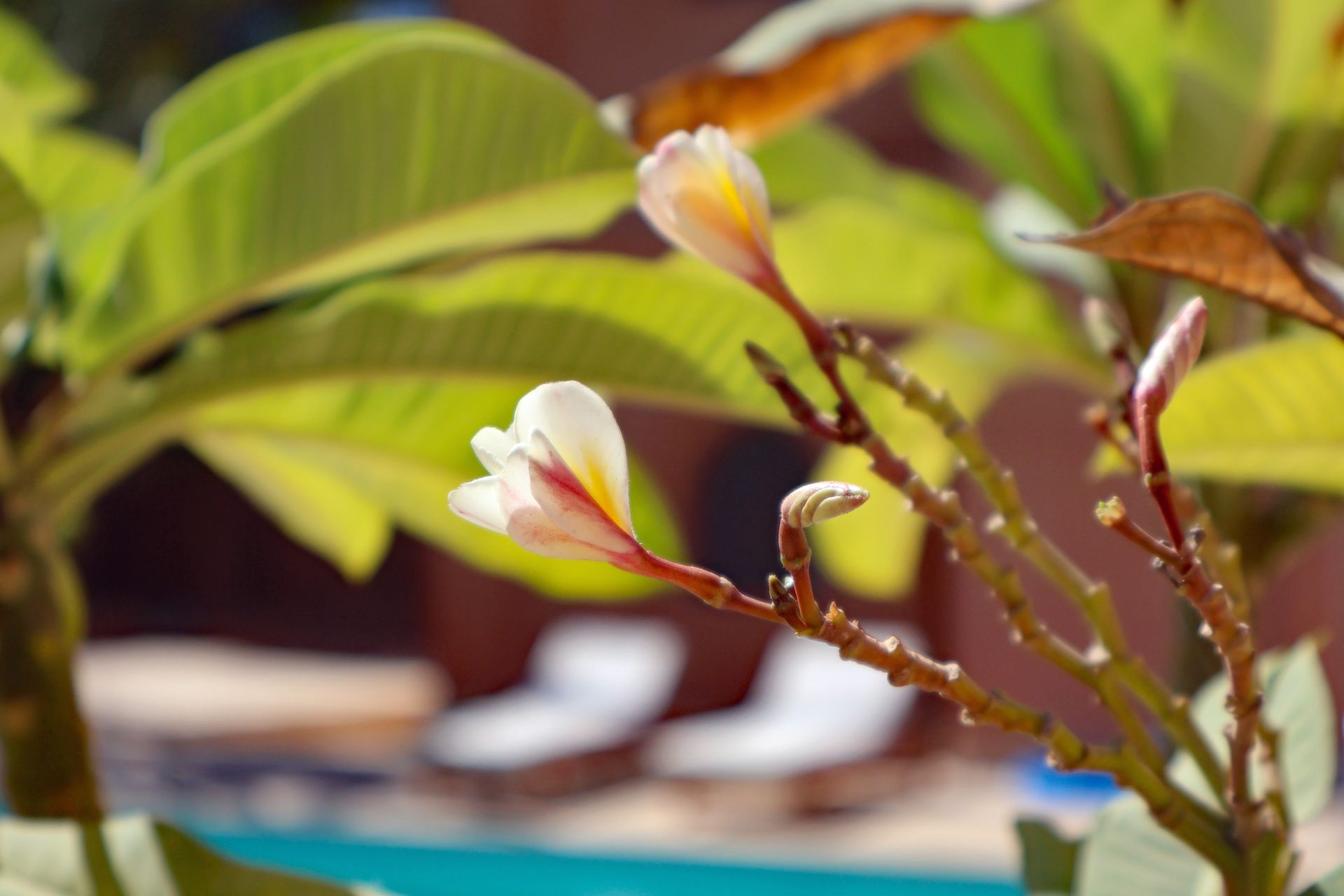 Malkata House boutique hotel - gallery