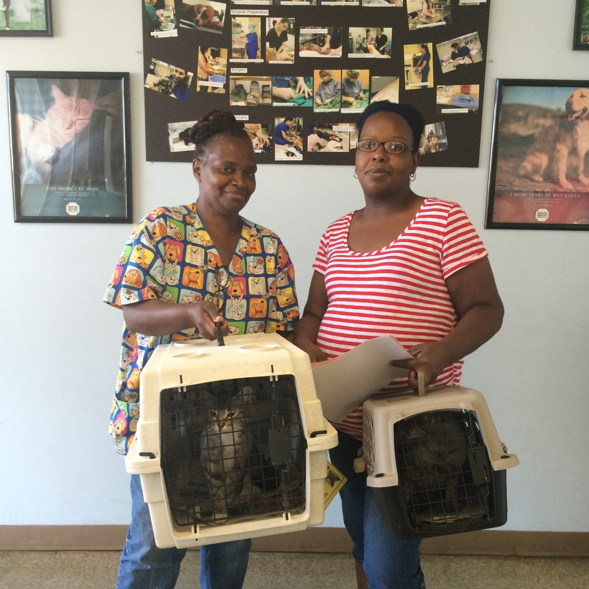 Spay/Neuter Services for Cats | Alabama Animal Alliance, Inc ...