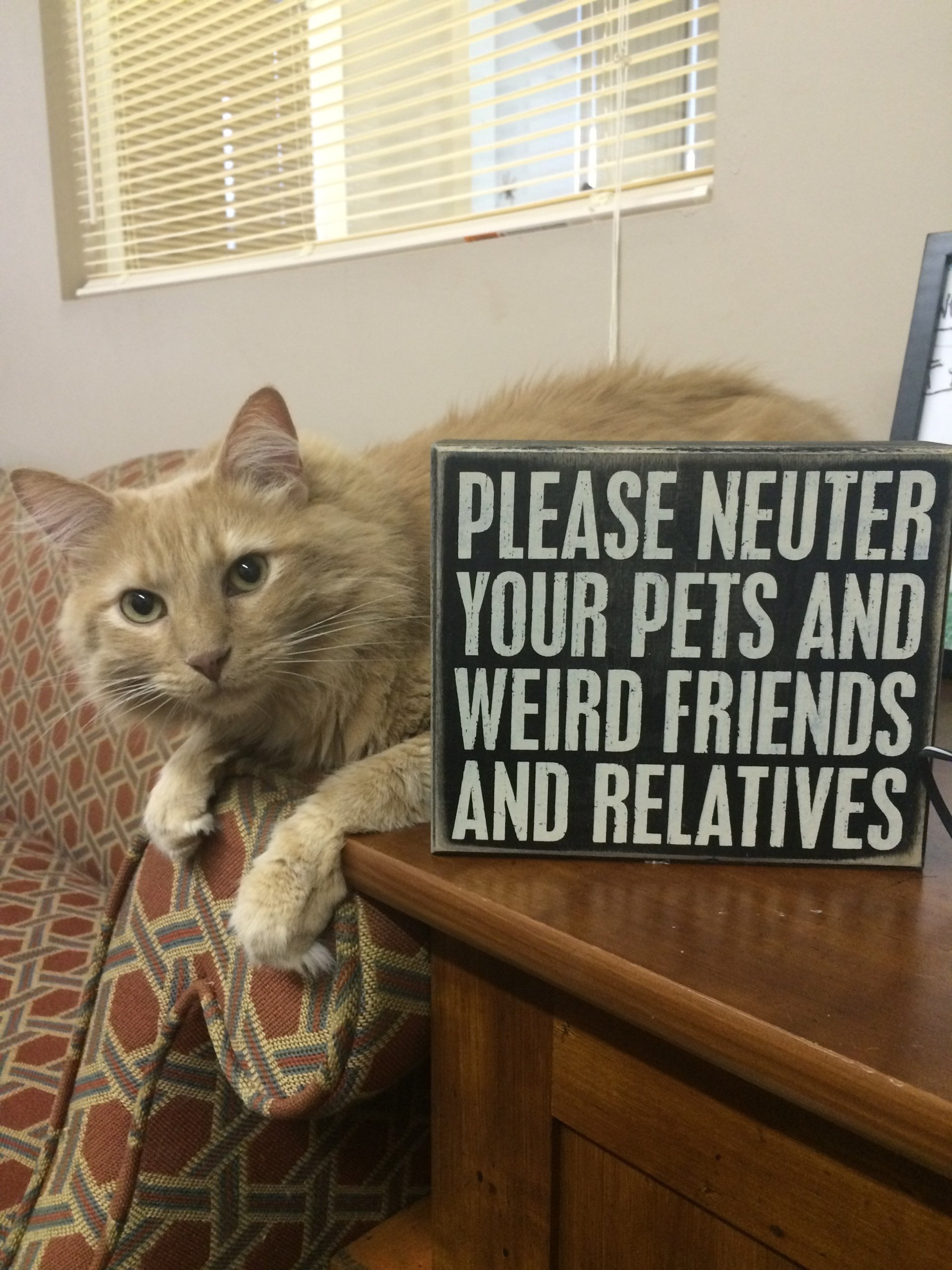 TNR for Feral Cats | Alabama Animal Alliance, Inc. | Montgomery, AL