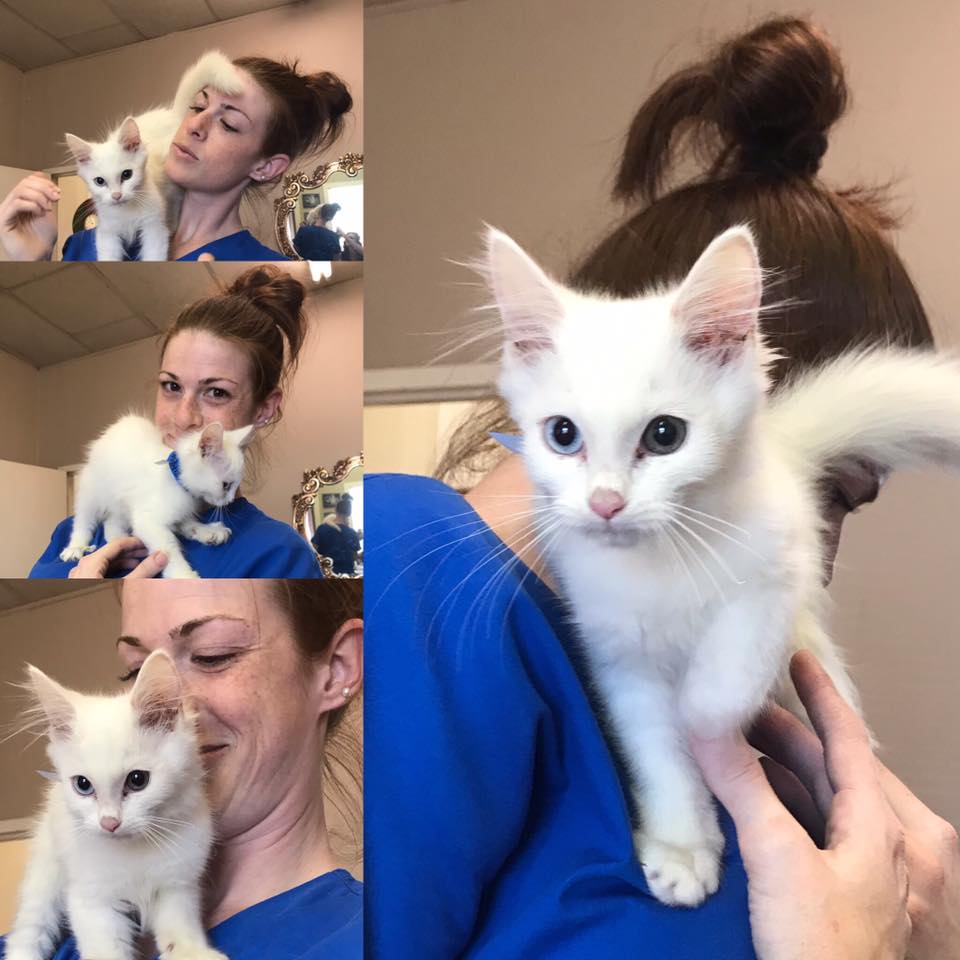 Spay/Neuter Services for Feral Cats | Alabama Animal Alliance, Inc ...