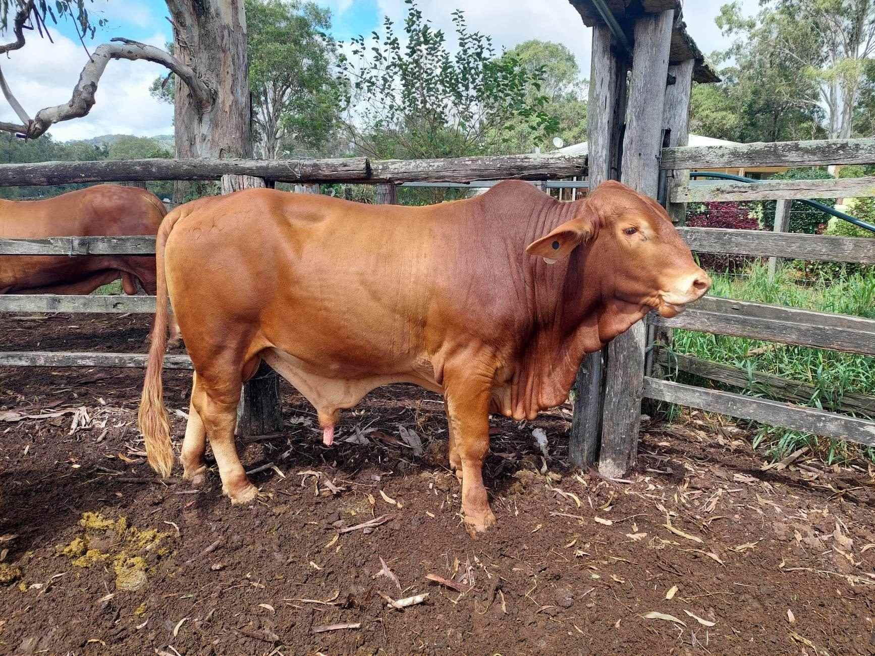 Paddock Sales | Sullivan Livestock and Rural Services