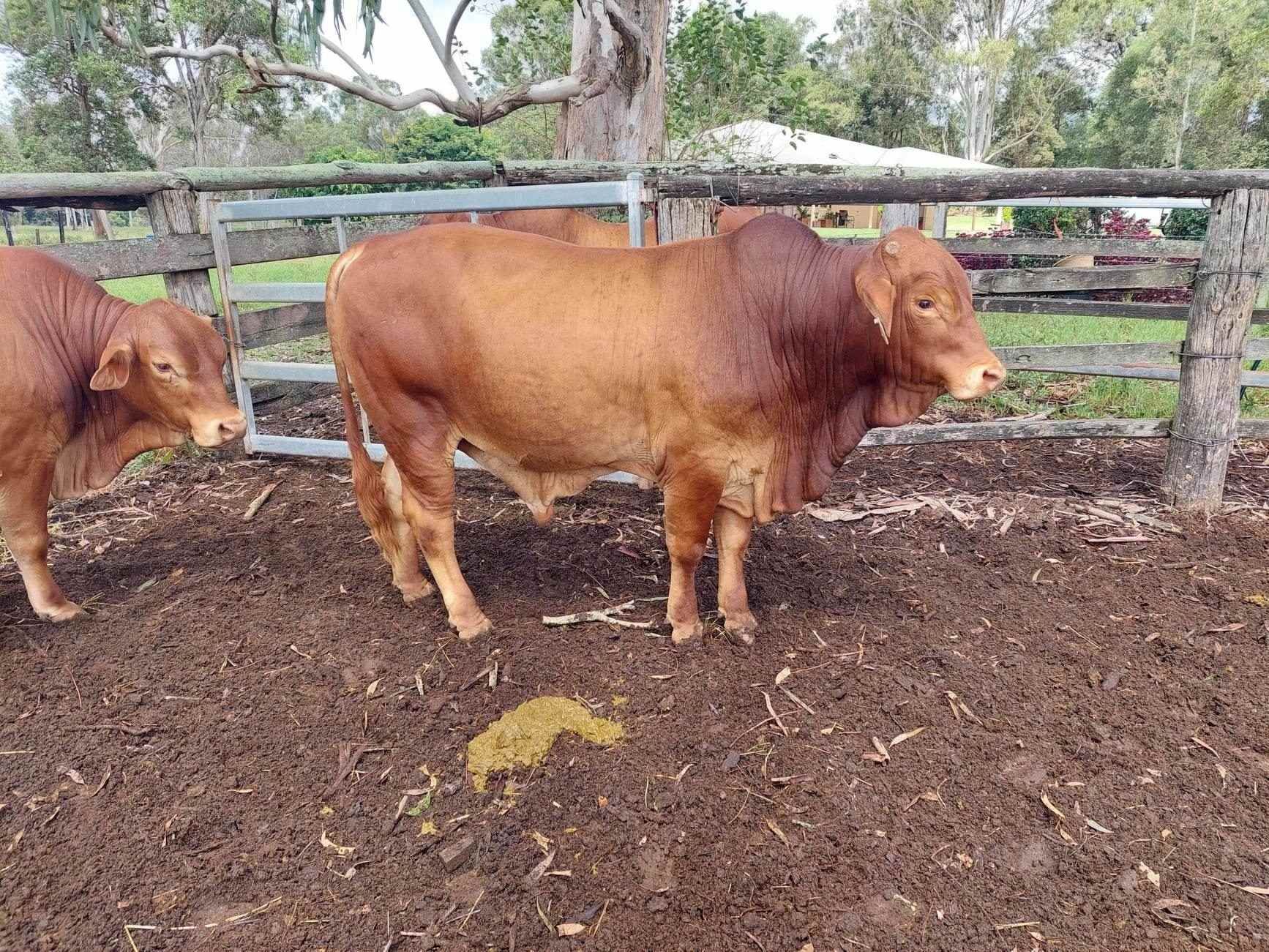 Paddock Sales | Sullivan Livestock and Rural Services