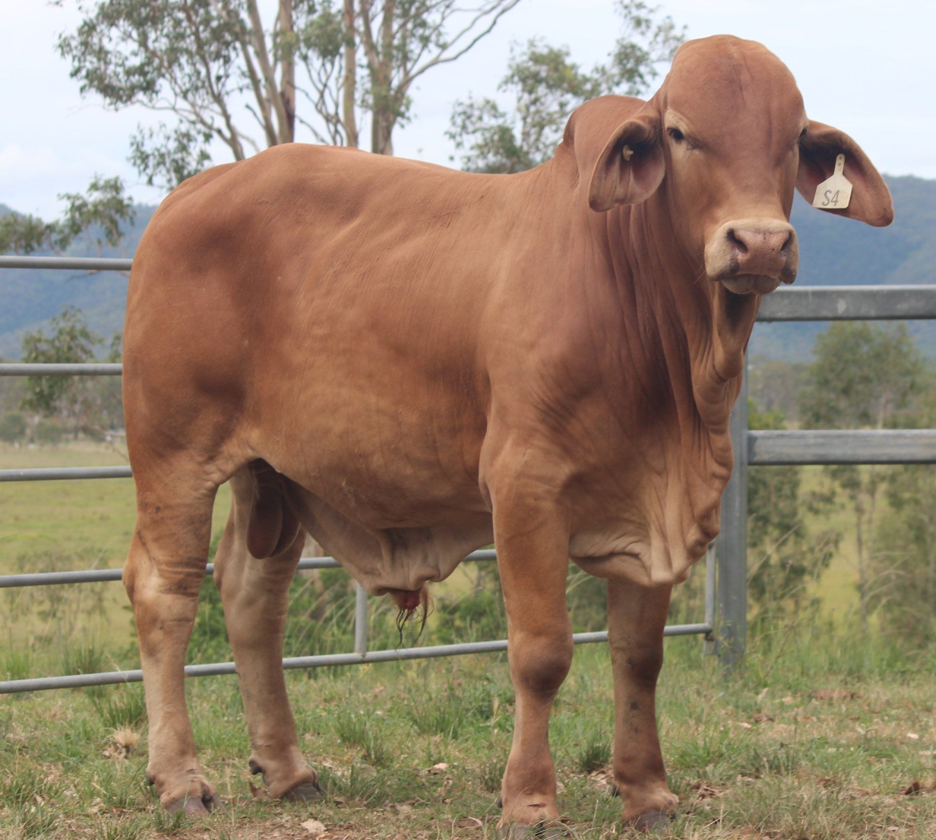Paddock Sales | Sullivan Livestock and Rural Services